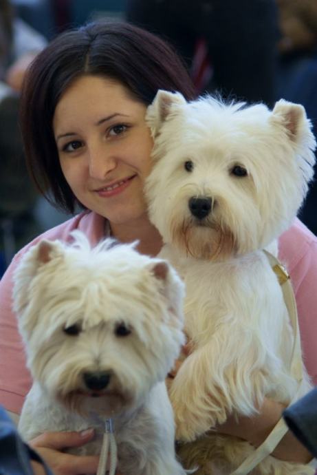 West highland white ierrier - WESTI