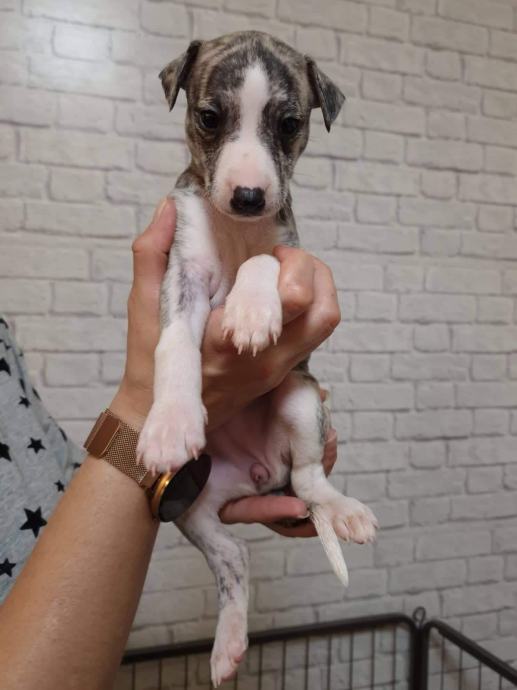 Whippet, mali angleški hrt