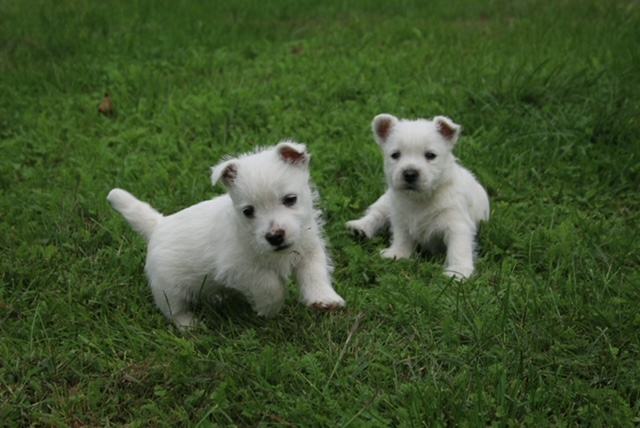 Zahodnovišavski beli terier - West highland white terrier