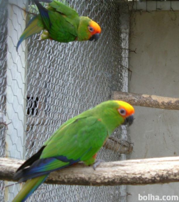 Auricapilla samec in samica