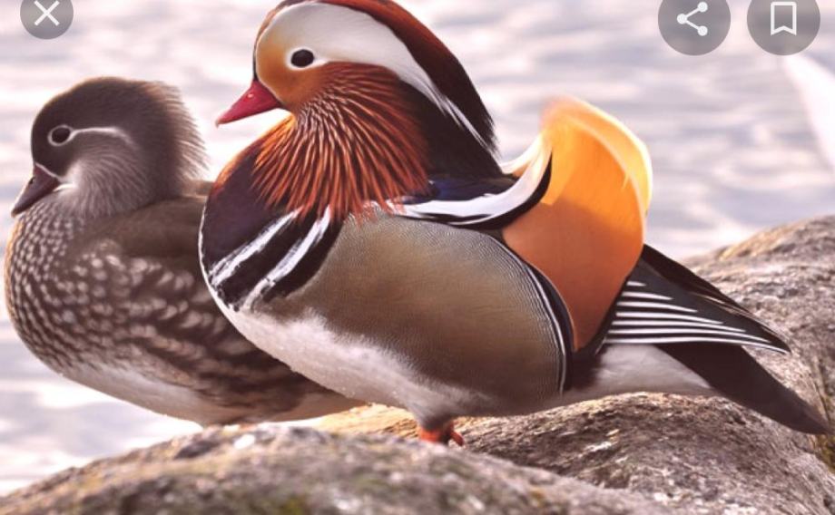 MANDARINKE račke