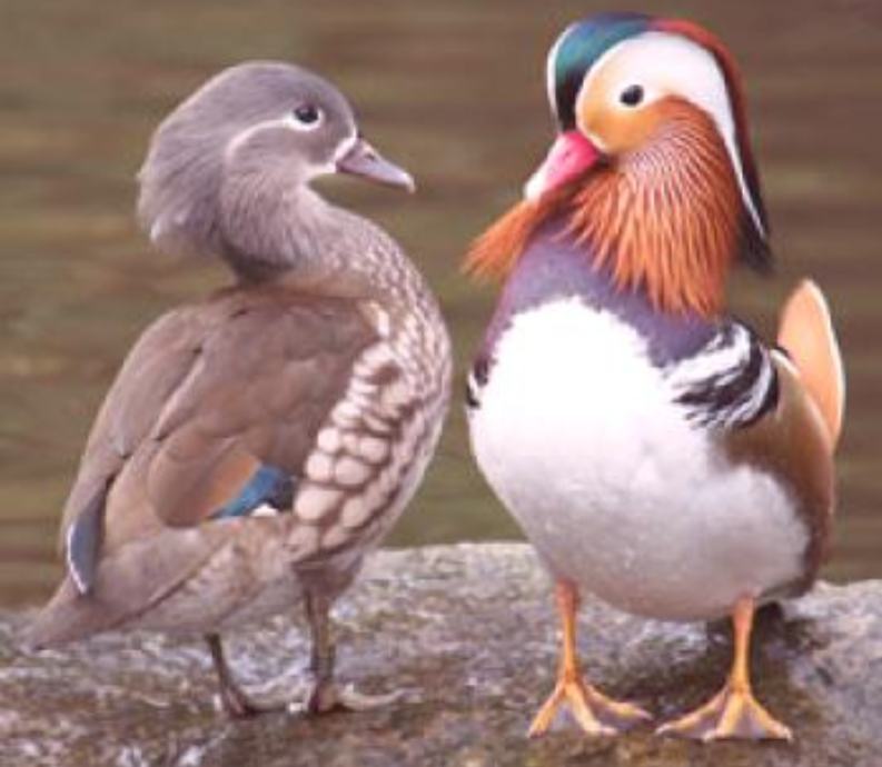 MANDARINKE račke