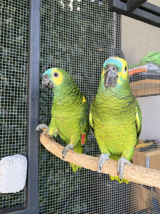 Modročele amazonke par