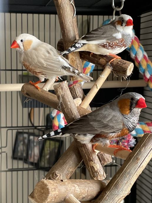 ZEBRA FINCH ( zebrice)