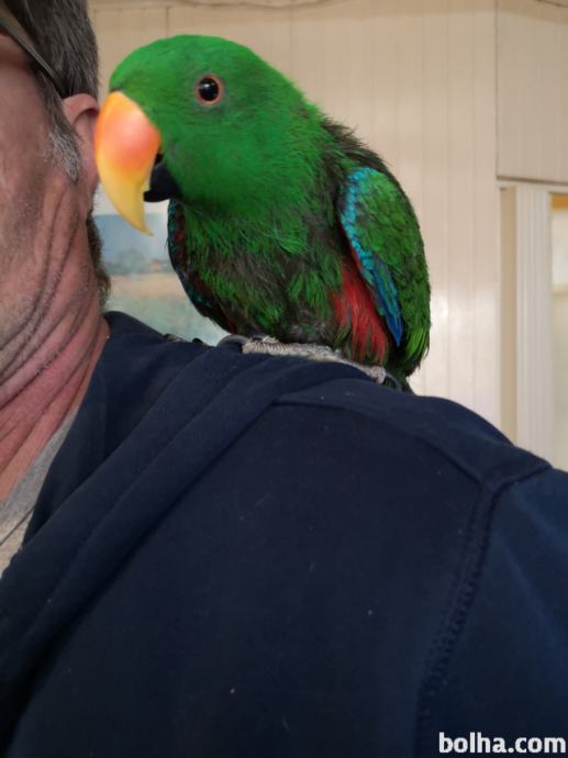 PAPIGA EKLEKTUS - ECLECTUS