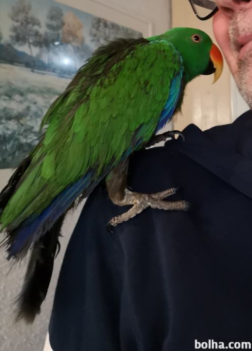 PAPIGA EKLEKTUS - ECLECTUS