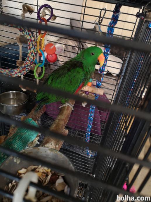 PAPIGA EKLEKTUS - ECLECTUS