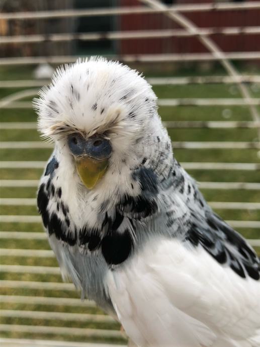 Papiga~ Standard tekmovalna skobčevka