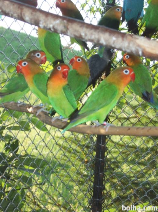 AGAPORNIS FIŠERJI
