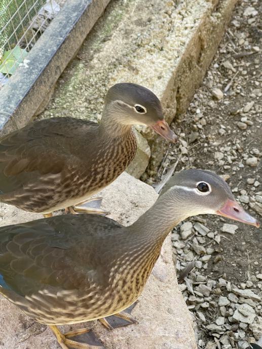 Prodam mandarinke, raca mandarinka