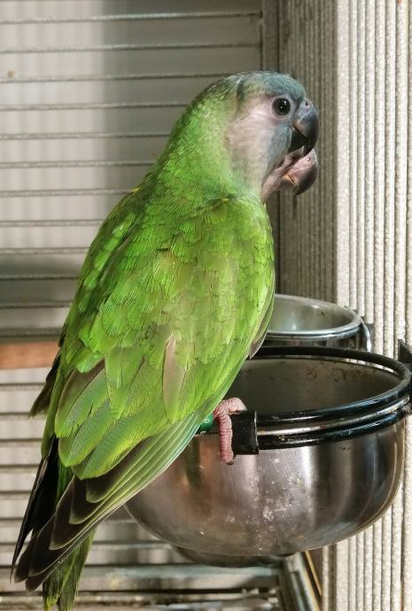 Senegalske papige- mladički