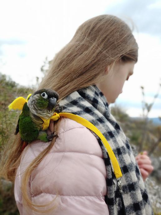 Zelenolična papiga vrste Pyrrhura Molinae