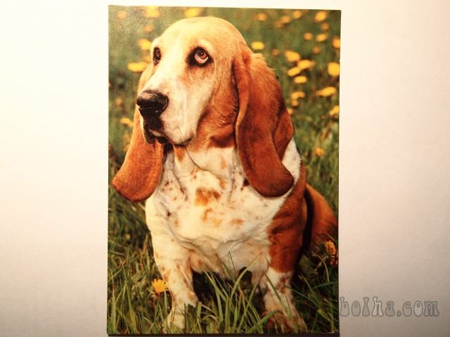 Razglednica pes BASSET