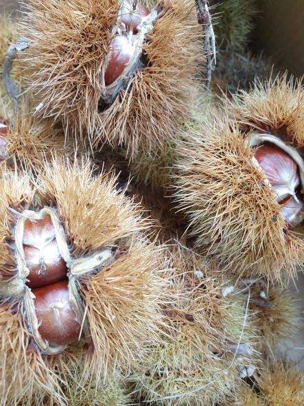 KOSTANJ SADIKA CASTANEA SATIVA