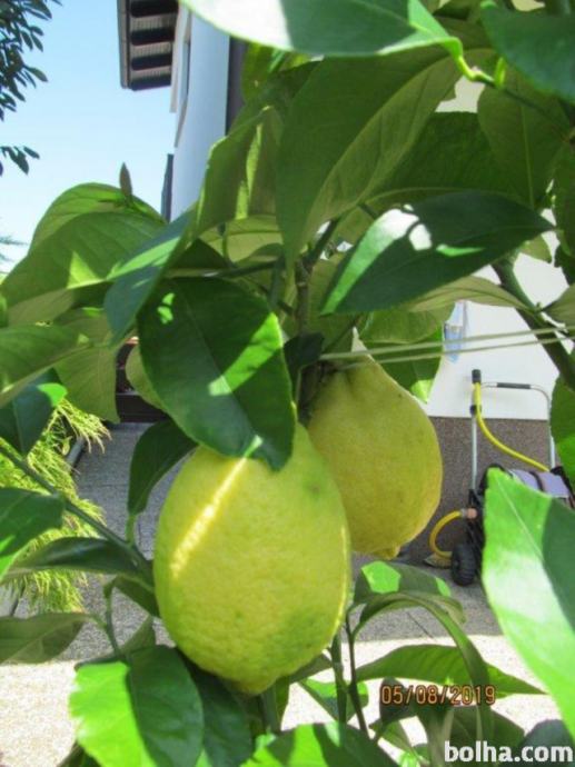 Prodam dve doma vzgojene sadike limone stare 4 in 3 leta.-