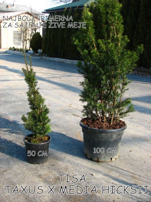 Rastline, SADIKE ZA ŽIVO MEJO, TISA Taxus media