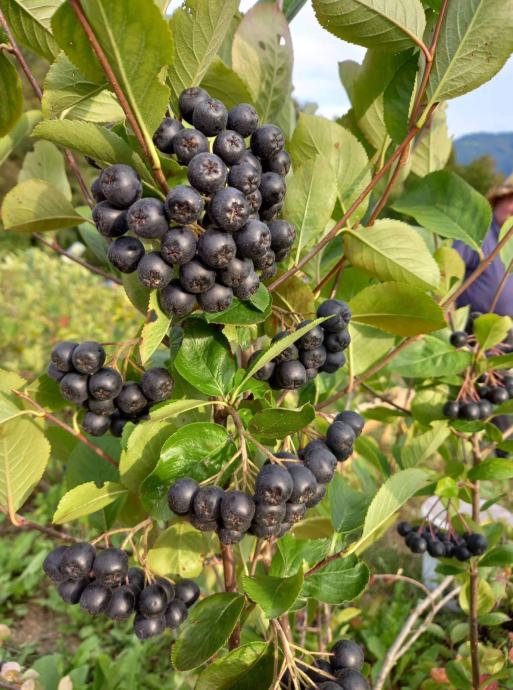 Aronija sadike (5letne-bujne rasti) UGODNO