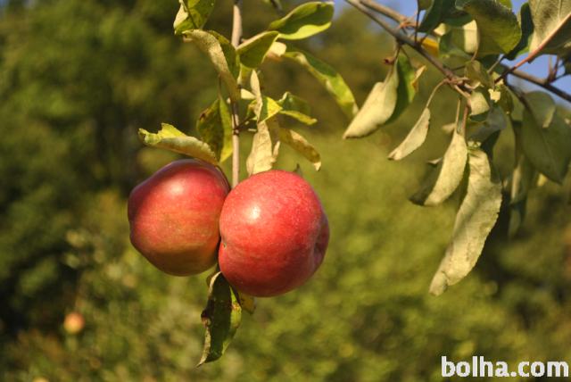 Sadike starih sort jablan