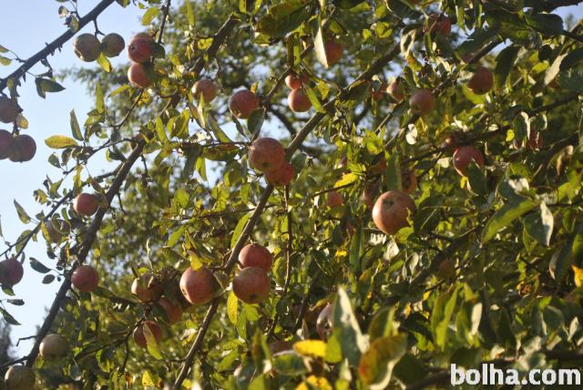 Sadike starih sort jablan