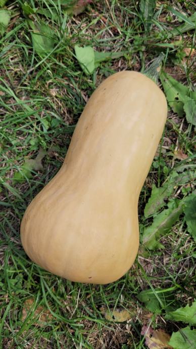 Semena BIO Rumena Buča + DARILO