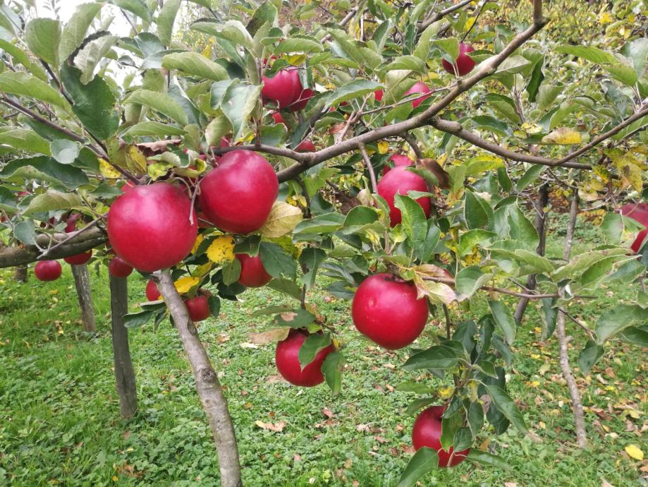 Bio jabolka idared
