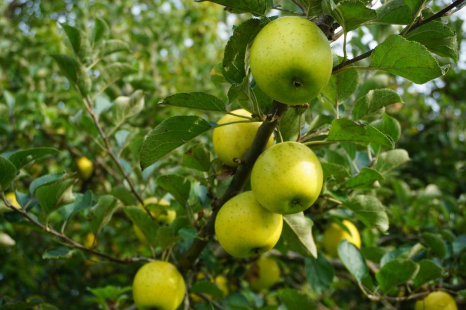 Domača bio jabolka – ananasova reneta