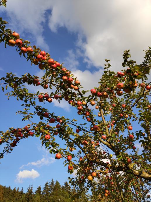 Domača jabolka, Štajerska, okolica Vitanja