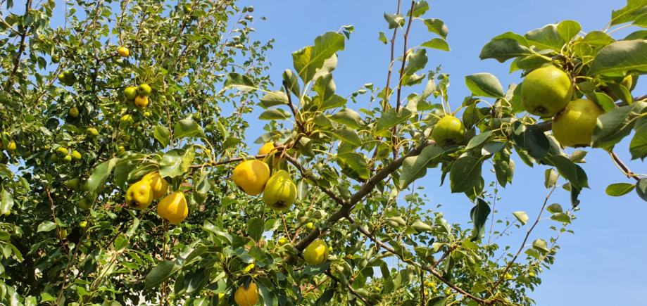 Domače eko hruške Dišečka