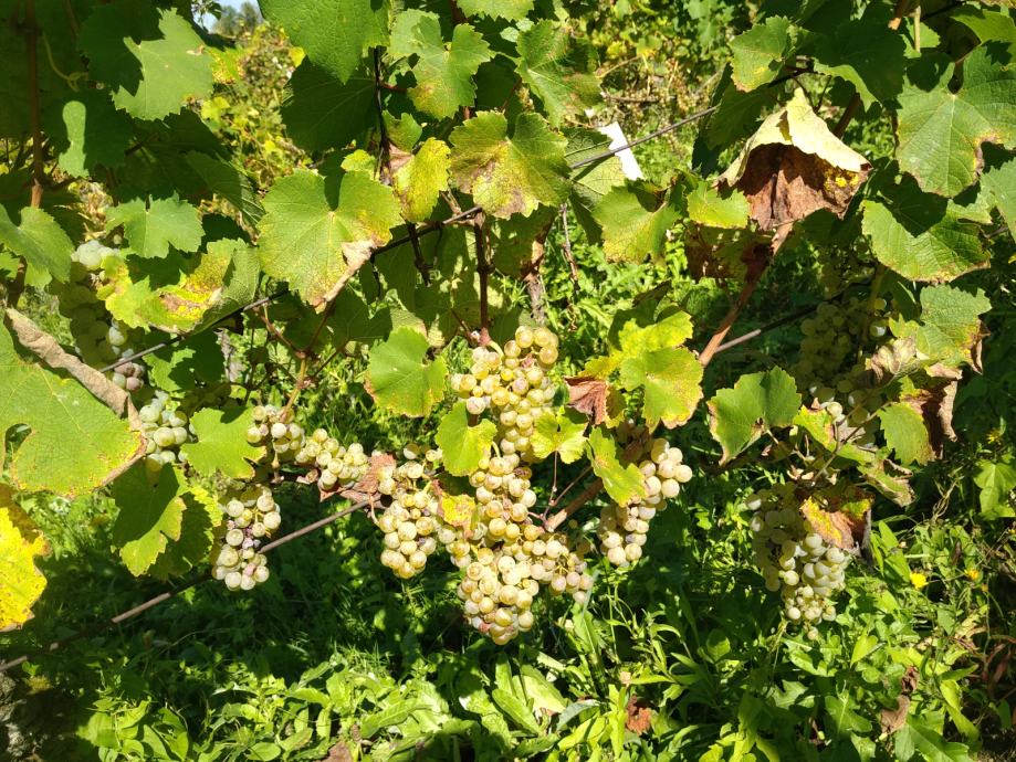 Grozdje Renski rizling