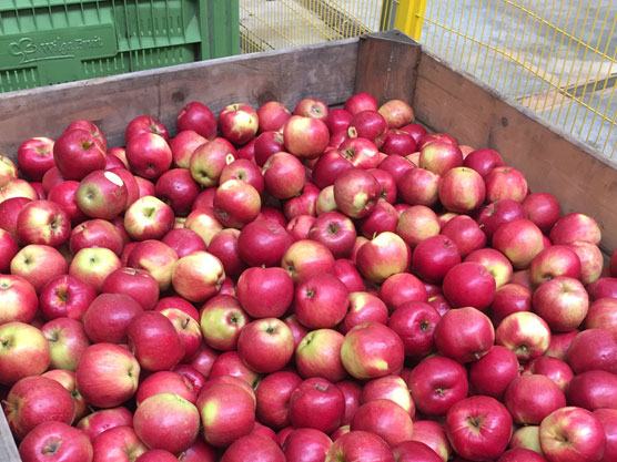 jabolka idared zlati delišes