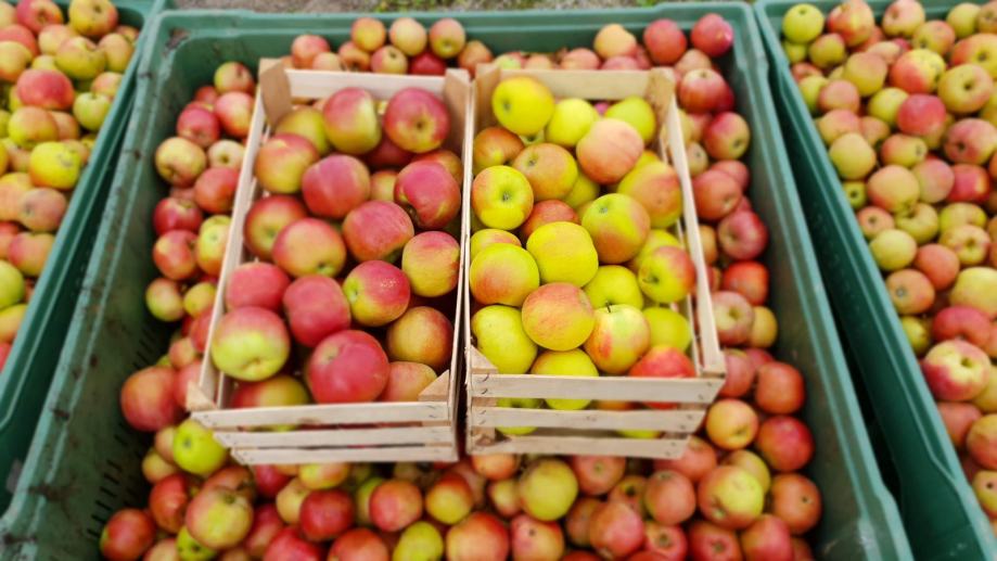 Jabolka za ozimnico, Idared, Jonagold, Topaz