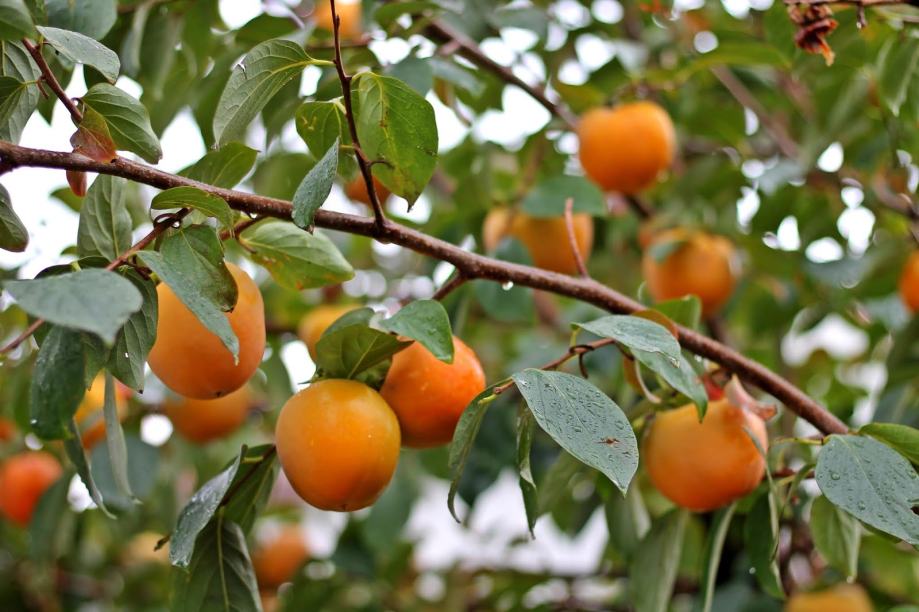 Kaki, domači bio kaki CENA 1 EUR KG