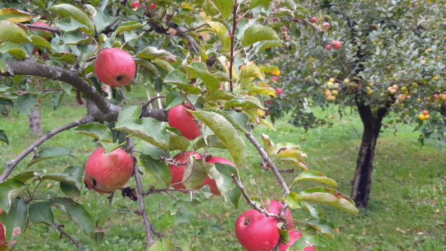 Neškropljena jabolka starih sort za ozimnico in predelavo