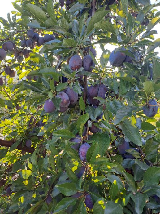 Prodam domače slive