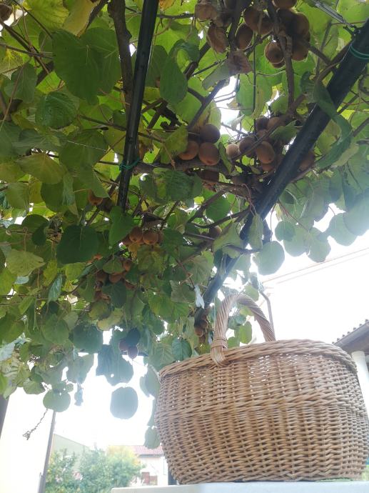 Prodam domači bio kaki 2,00 eur/kg in bio kivi (aktinidija)