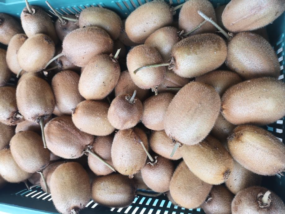 Prodam domači bio kaki 2,00 eur/kg in bio kivi (aktinidija)