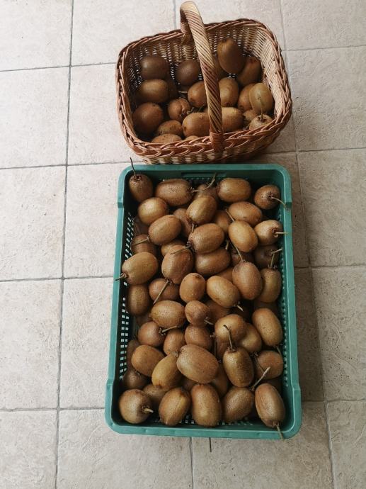 Prodam domači bio kaki 2,00 eur/kg in bio kivi (aktinidija)