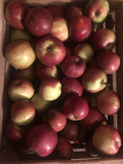 Prodam jabolka - jonagold in idared