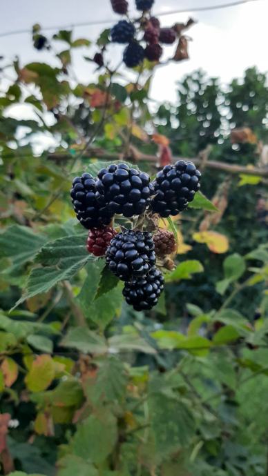 Robide - domače, sveže