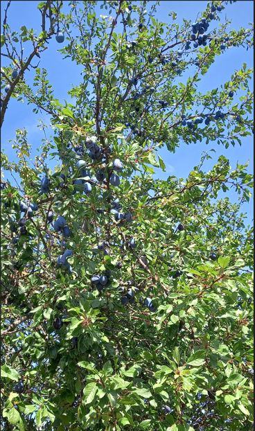 Slive ekološke - nabrane