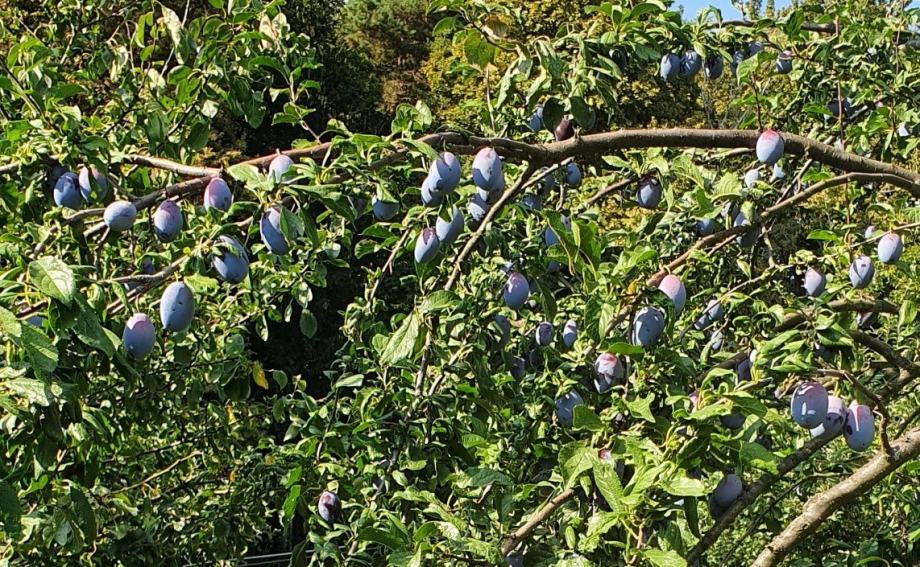 Slive za slivove cmoke