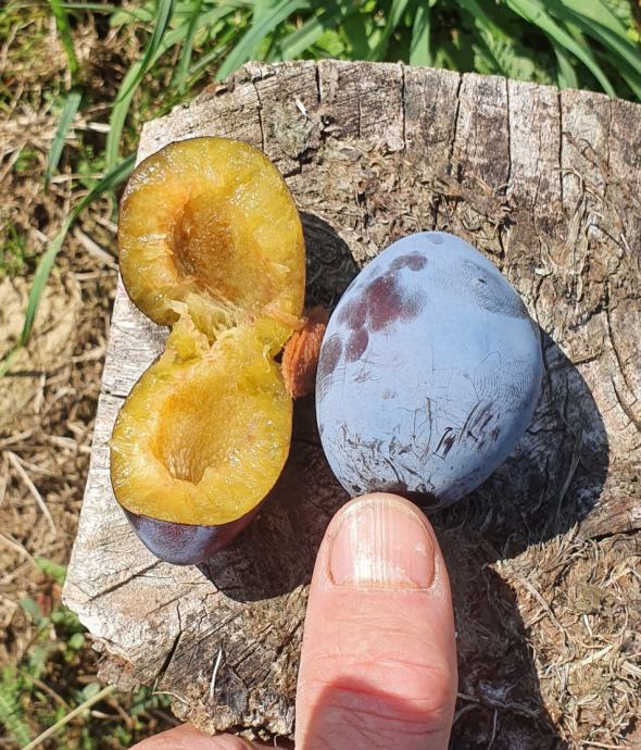 Slive za slivove cmoke