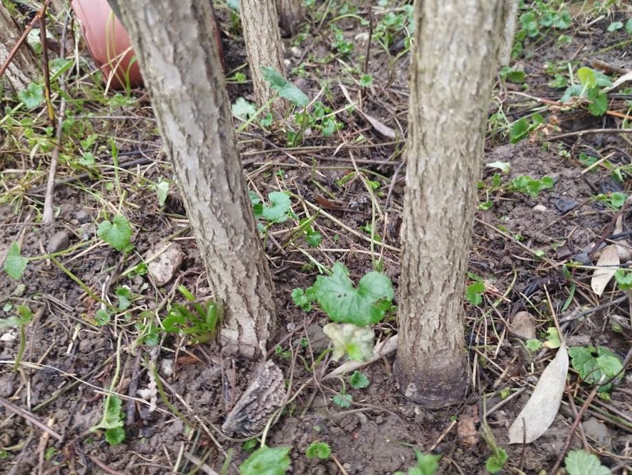Črni oreh (Juglans nigra)
