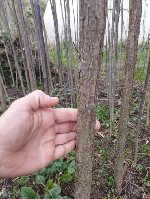 Črni oreh (Juglans nigra)