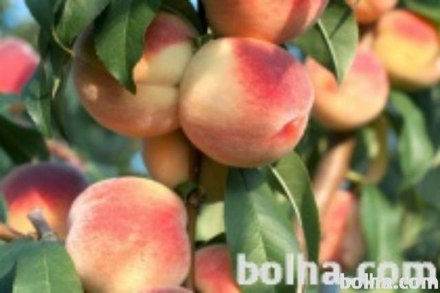 Kupim vinogradniške breskve