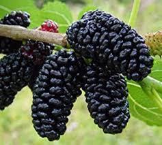 Sadika Murve (črna Murva)