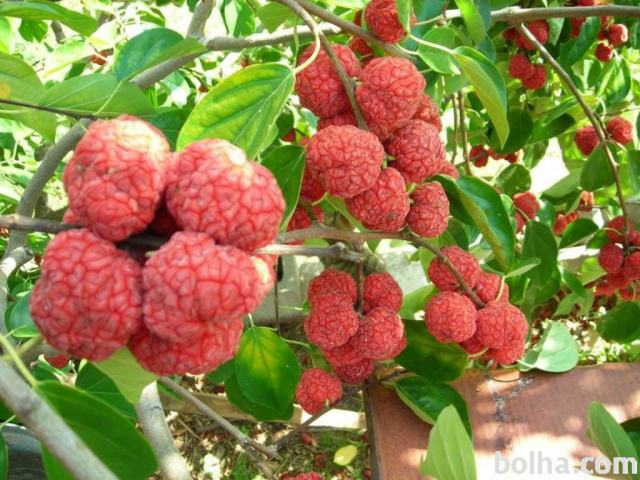 Sadike Kineskog Duda/Che Seedless/Cudrania Tricuspidata