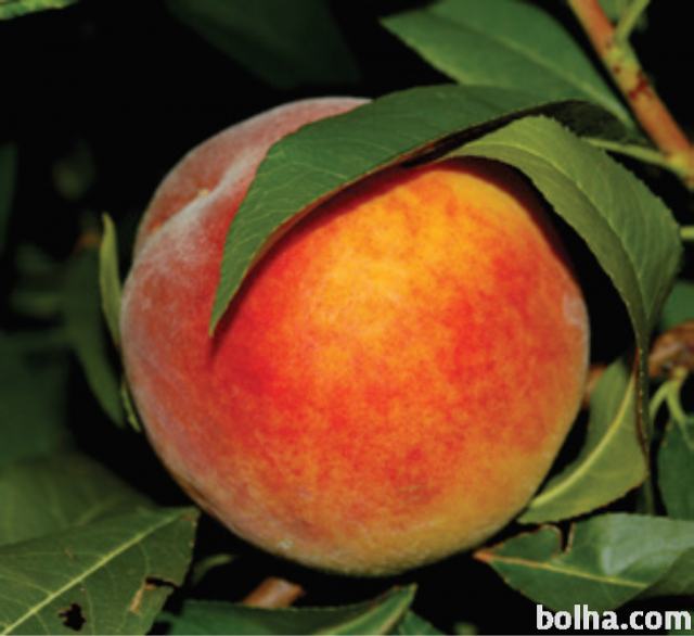 SADIKE SADNEGA DREVJA V LONCU 3LETNE