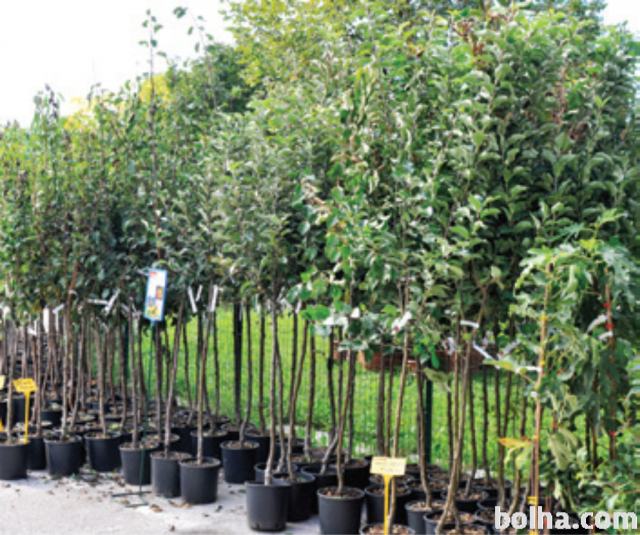 SADIKE SADNEGA DREVJA V LONCU 3LETNE