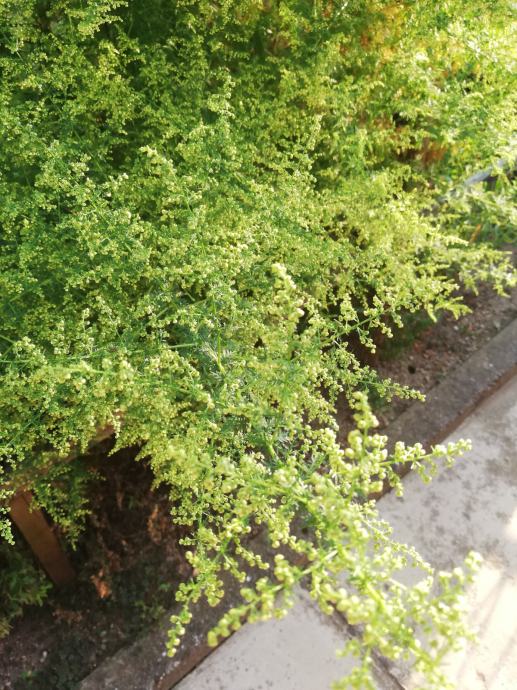 sladki pelin za čaj